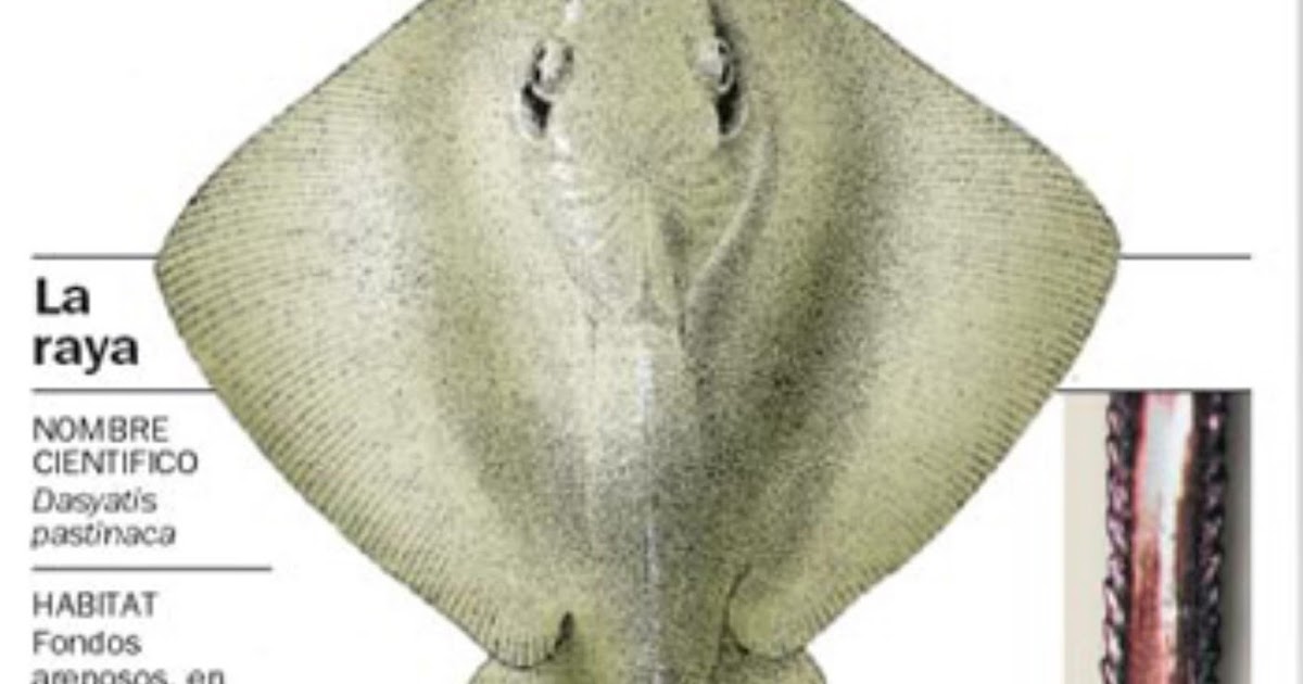 Picadura de Raya - Que hacer - Region Litoral