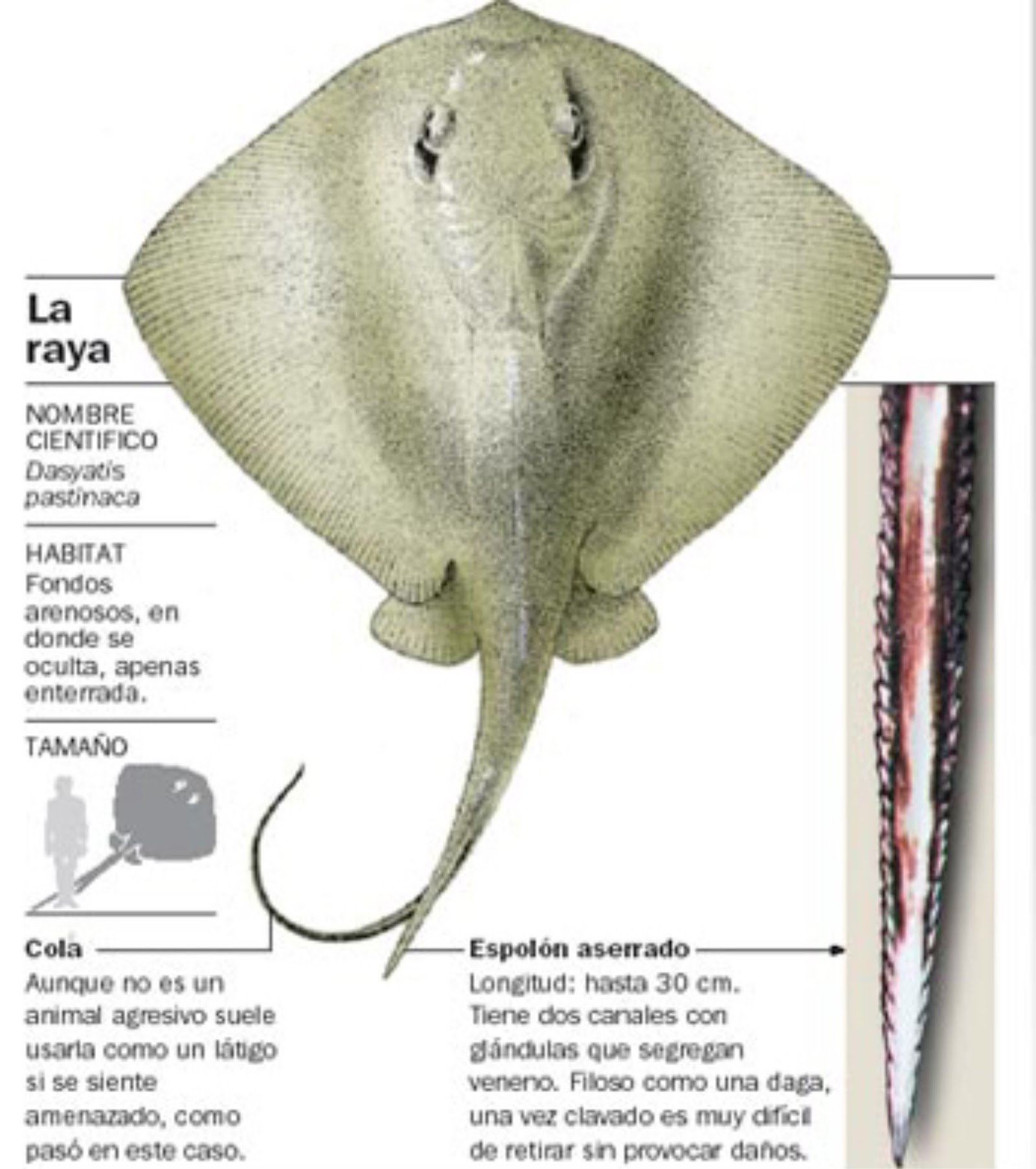 Picadura de Raya - Que hacer