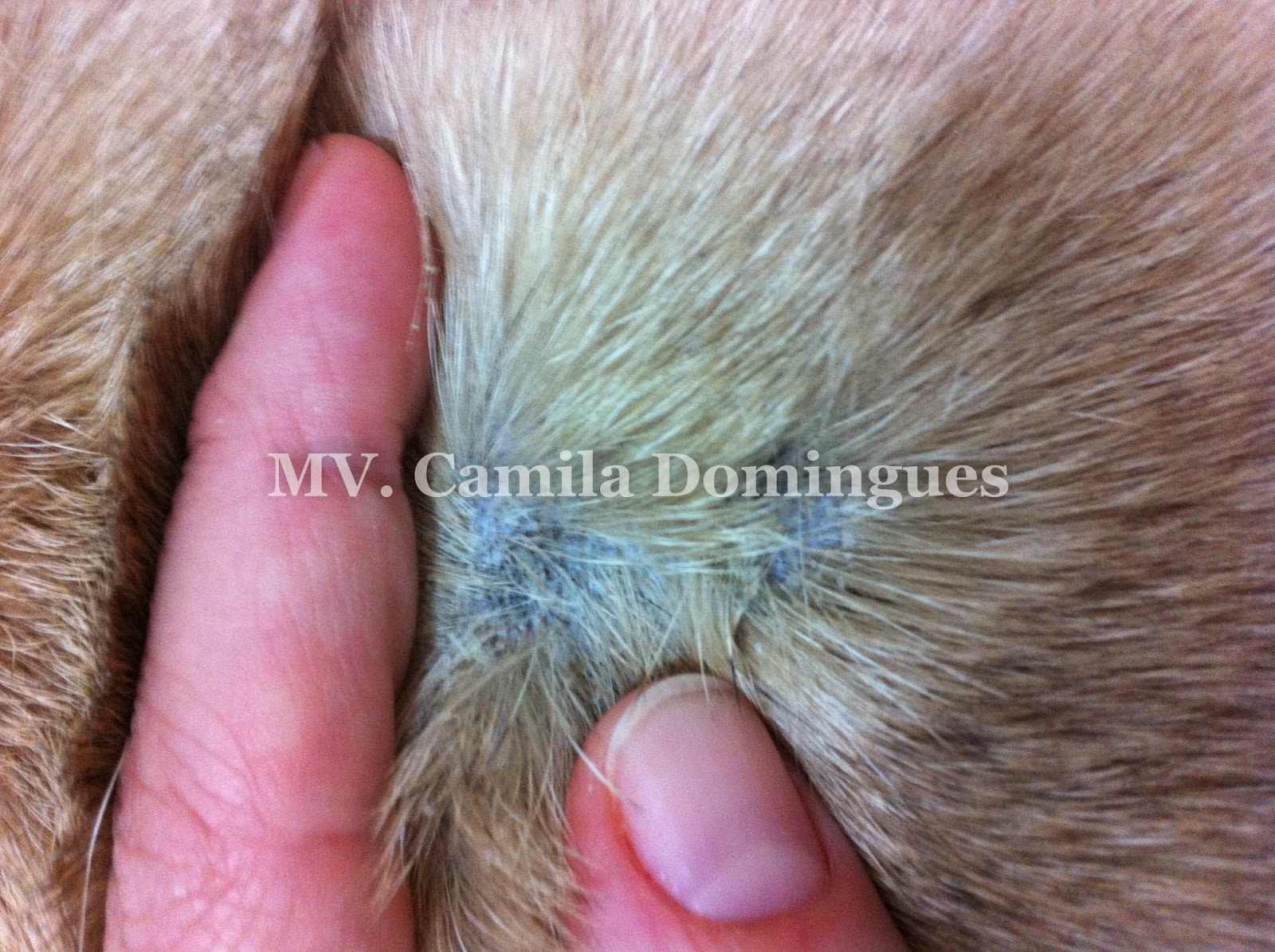 Dermatologia Veterinária: PIODERMITES EM CÃES - NOVO!