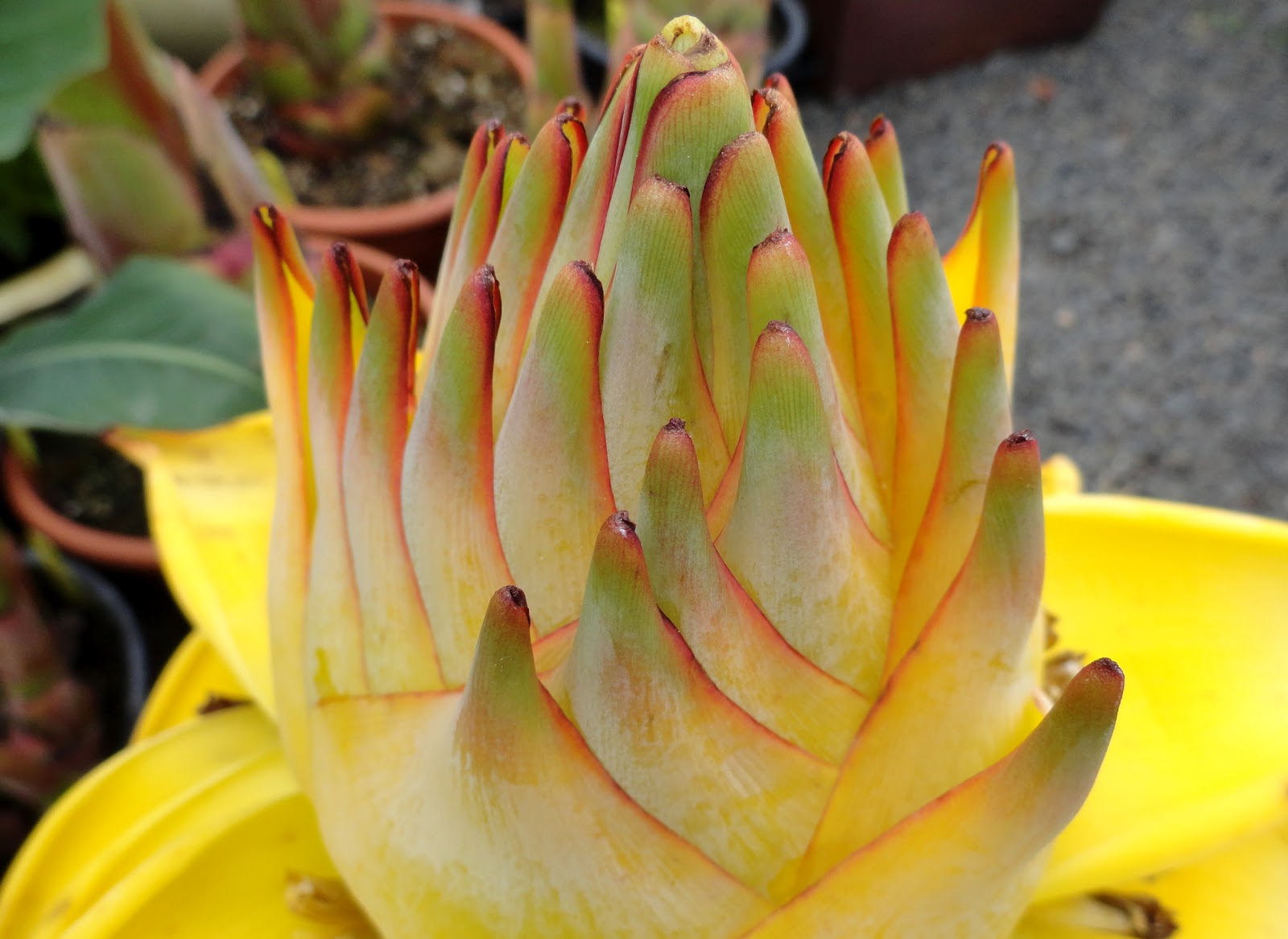 danger garden: Chinese Yellow Bananas at Cornell Farms Nursery