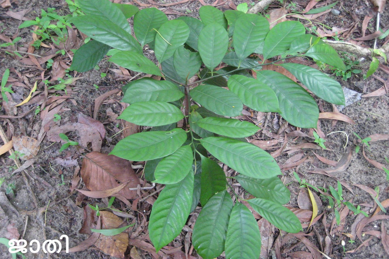 Ayurvedic Medicinal Plants in Kerala