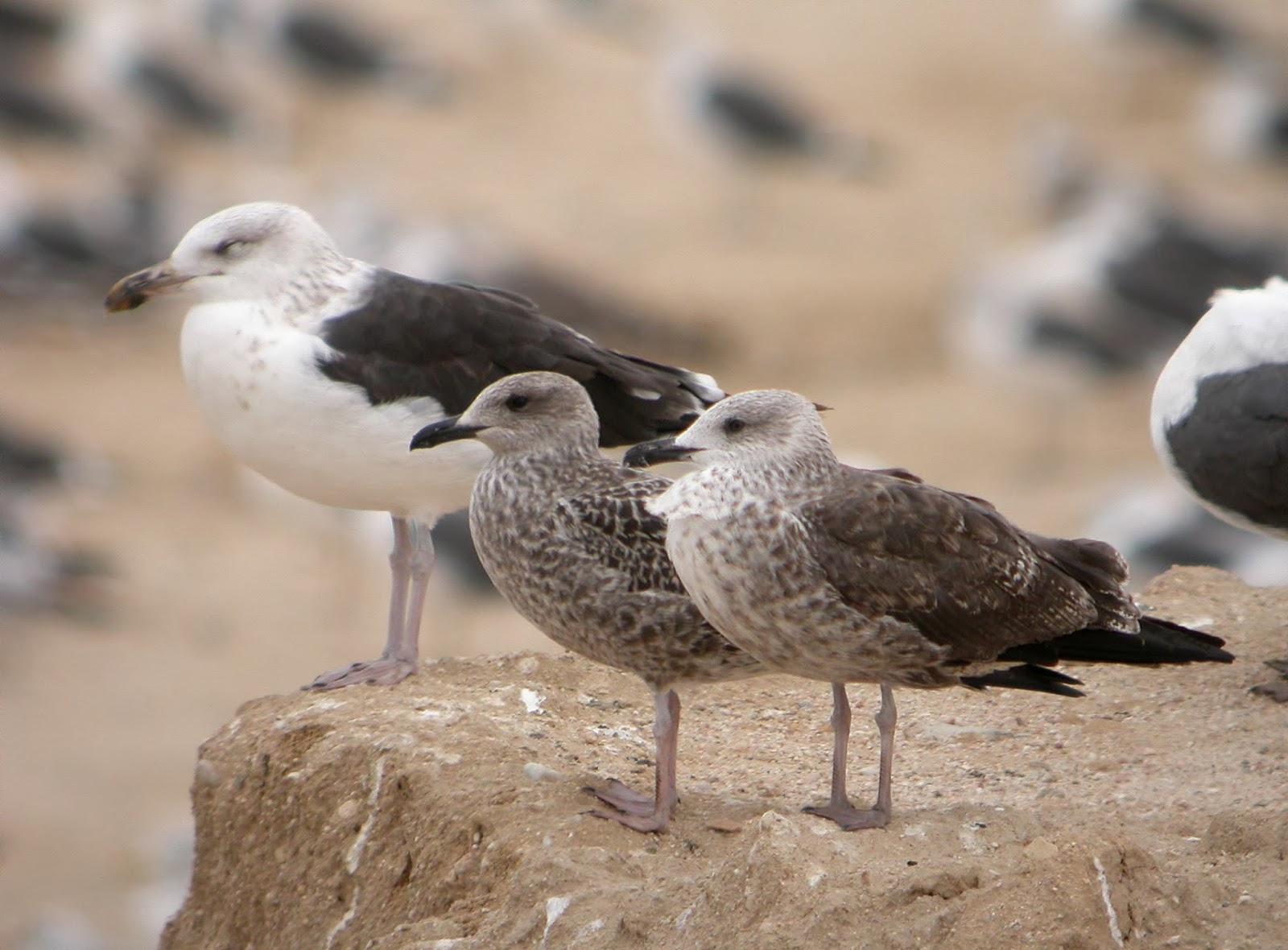 Aves y Fotografía de Naturaleza: Gavión Atlántico, Larus marinus, Great ...