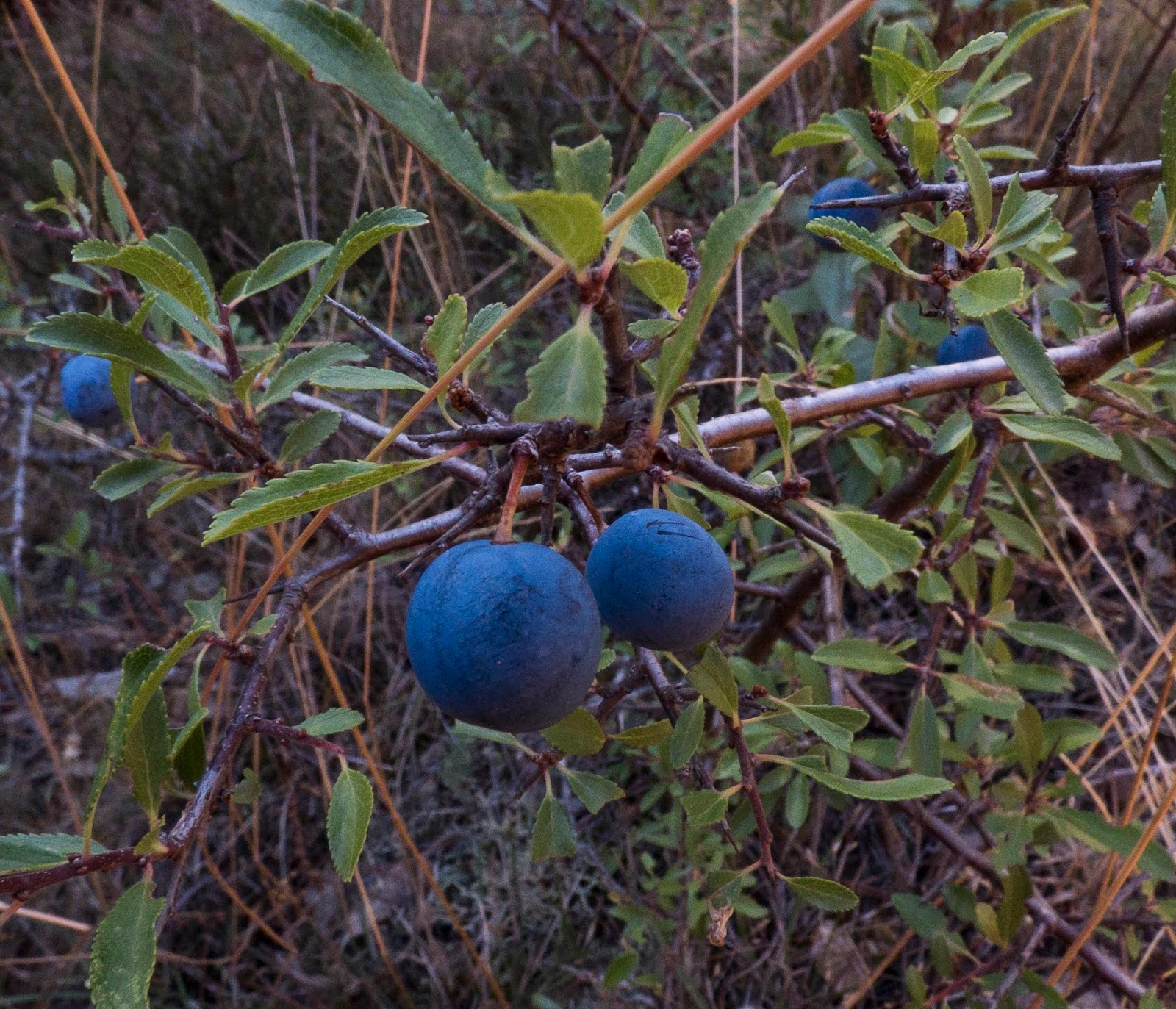 NATURALEZA DESDE SIGÜENZA: OTOÑO, LA NATURALEZA ABRE LA DESPENSA
