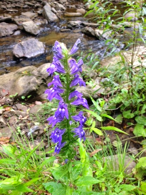 West Virginia Native Wildflowers-The Big Year, 2013: August and ...
