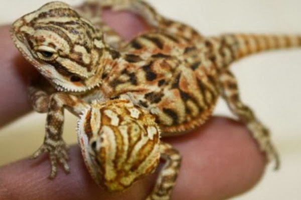 10 of the Rare and Bizarre Two-Headed Animals ~ Eyes-Popping | News ...