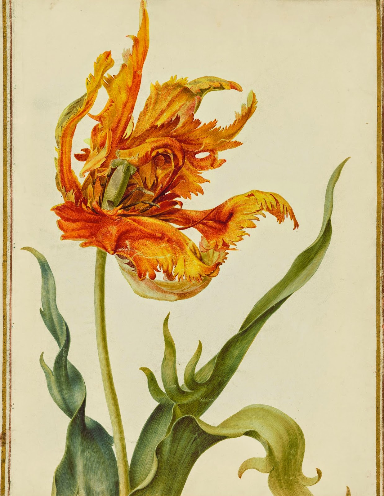 Mujeres pintoras: Maria Sibylla Merian (1647-1717)