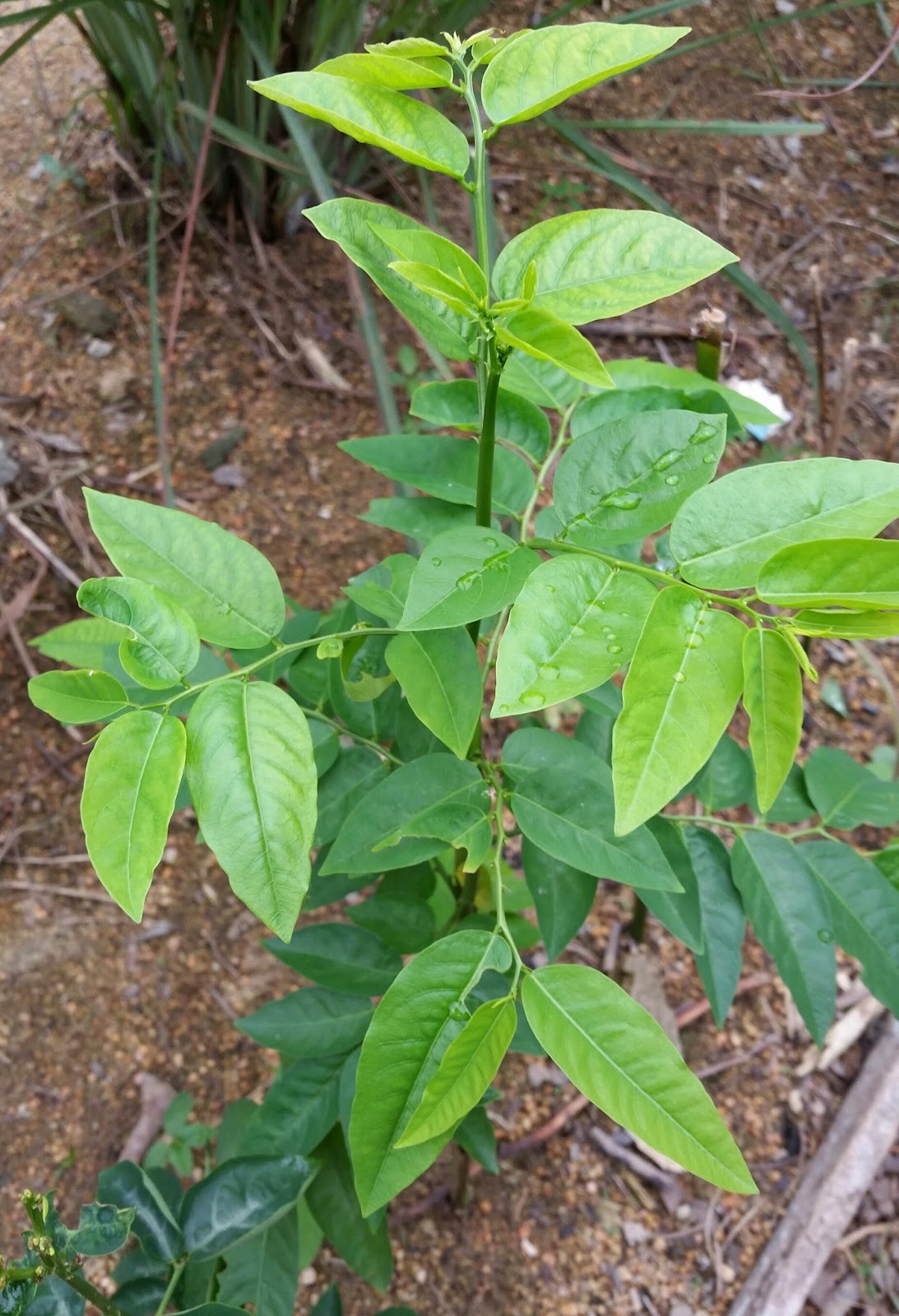 Warisan Petani: Pokok Cekur Manis.