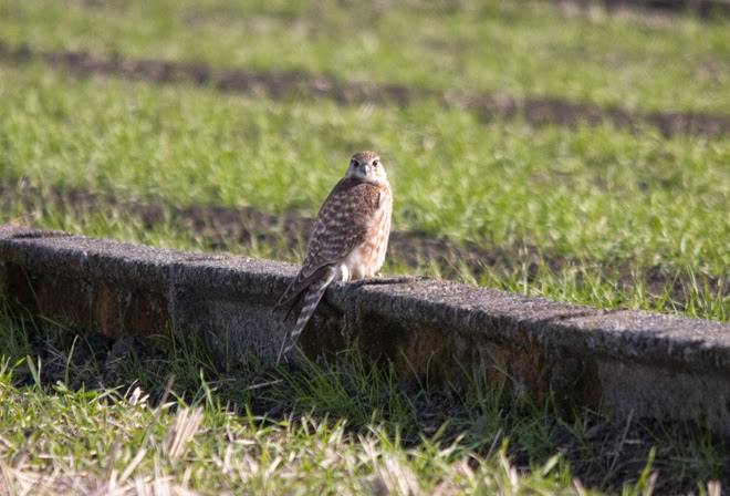 BIRDING - Kyoto, Kansai and Japan: falcons