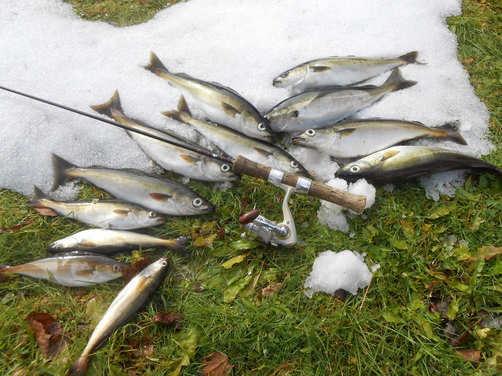 Wild Plants and Wooly Bears: Harbor Pollock Centerpiece of Foraged ...