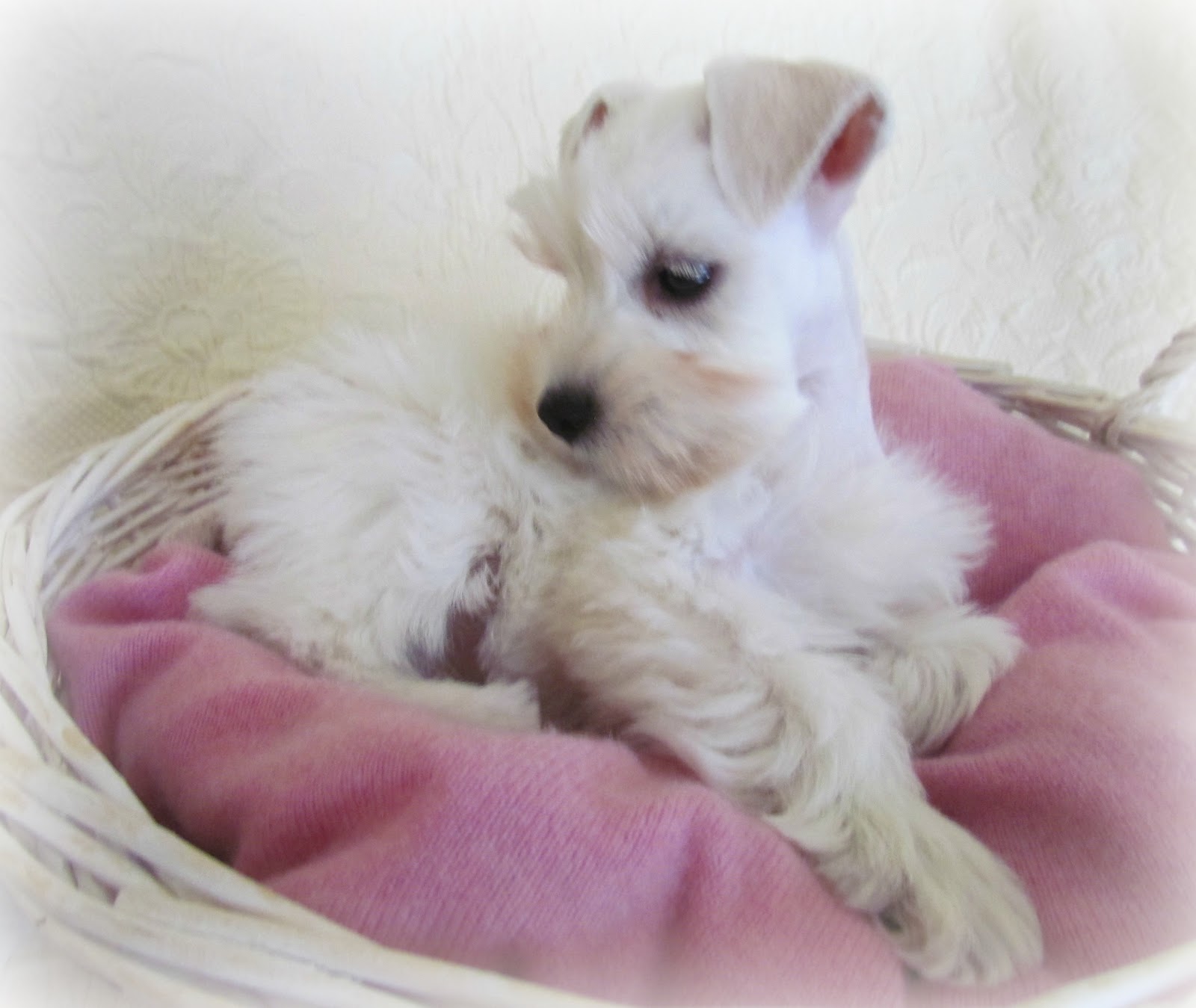 Growing Puppies - Virginia Schnoodle Breeder --Hypoallergenic Dogs ...