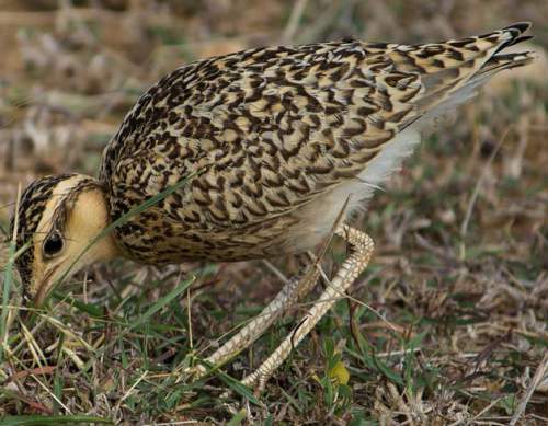 Indian courser pictures | Birds of India | Bird World