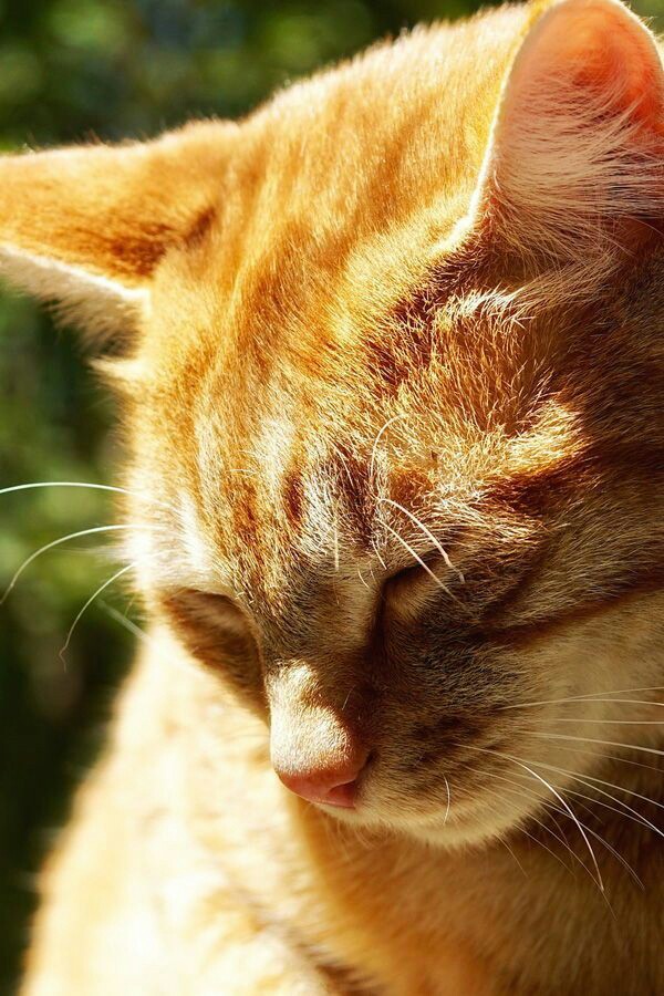 Beautiful golden cats