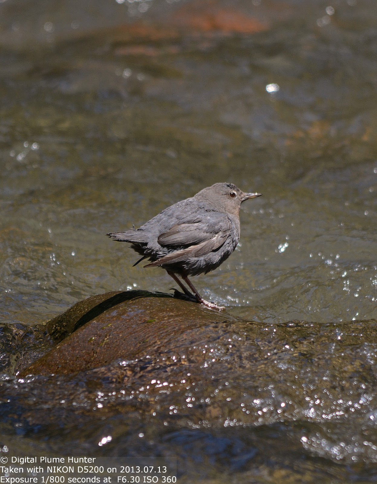 Hunting Digital Plumes in the US and Beyond: Mt. Hood and the Cascades ...