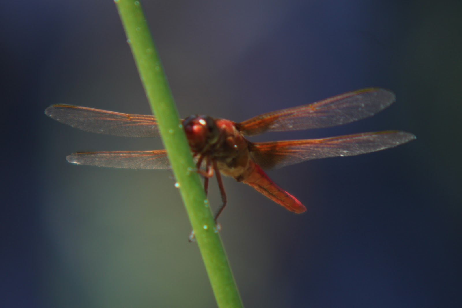 Rock-Oak-Deer: Red Dragonfly for the Fourth of July