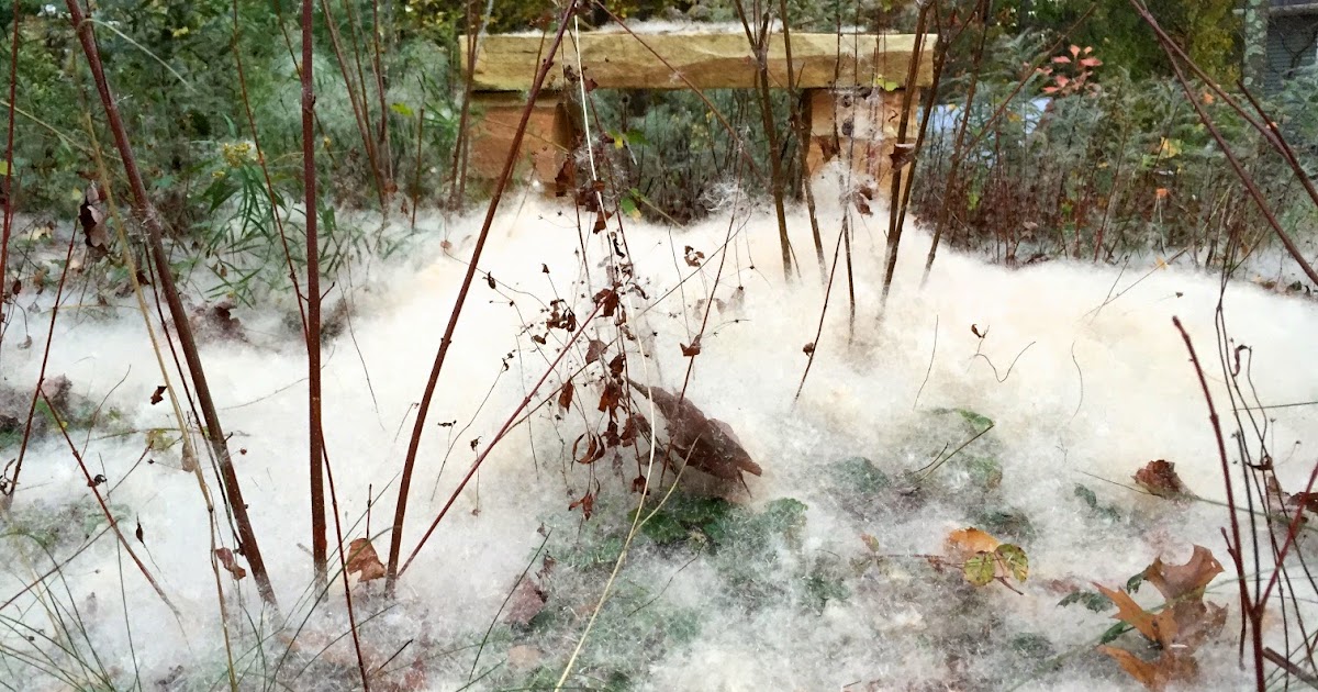 Red House Garden: A Strange Mist Hath Appeared