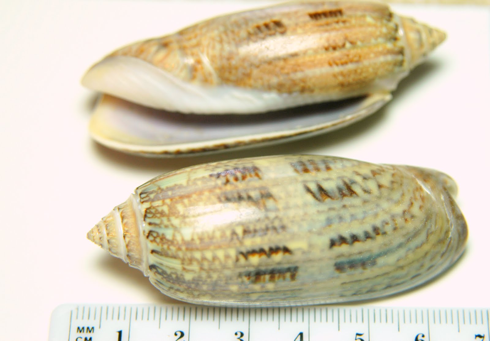 Musings from a North Carolina Sheller: 06/07/07