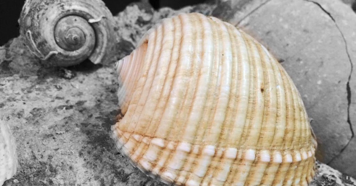 I racconti delle conchiglie