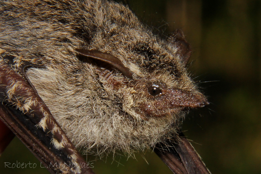 Morcegos do Brasil: Rhynchonycteris naso