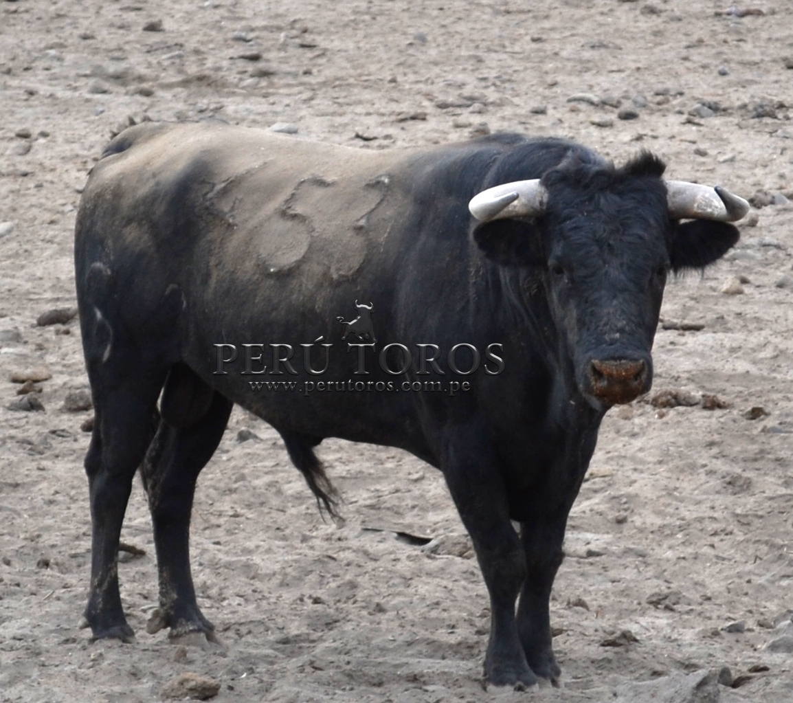 PERÚ TOROS: TOROS DE SAN PEDRO Y SANTA ROSA DE LIMA PARA LA FERIA DE PUQUIO