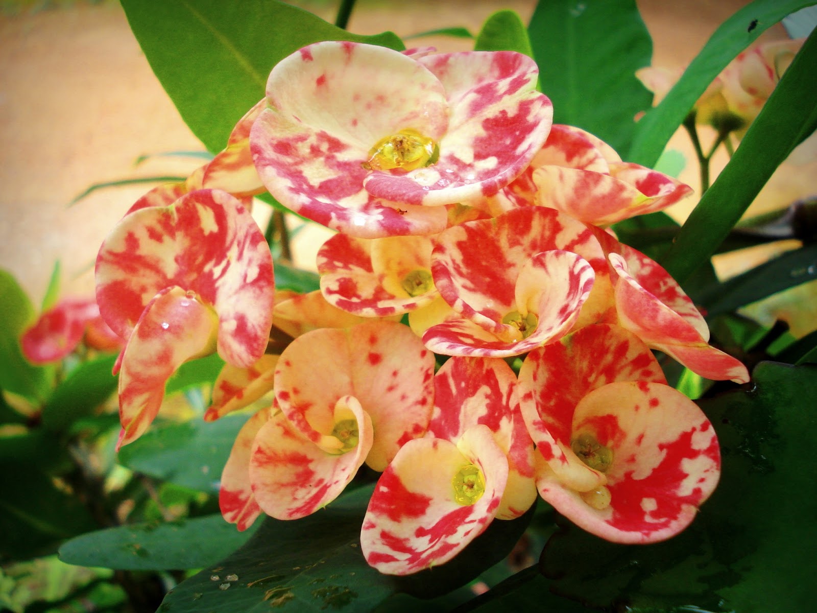 Bunga Desa Pelbagai Warna & Rupa - Relaks Minda