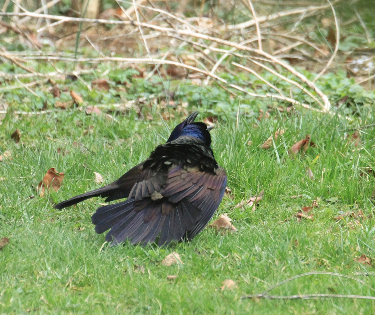 Julie Zickefoose on Blogspot: The Uncommon Grackle