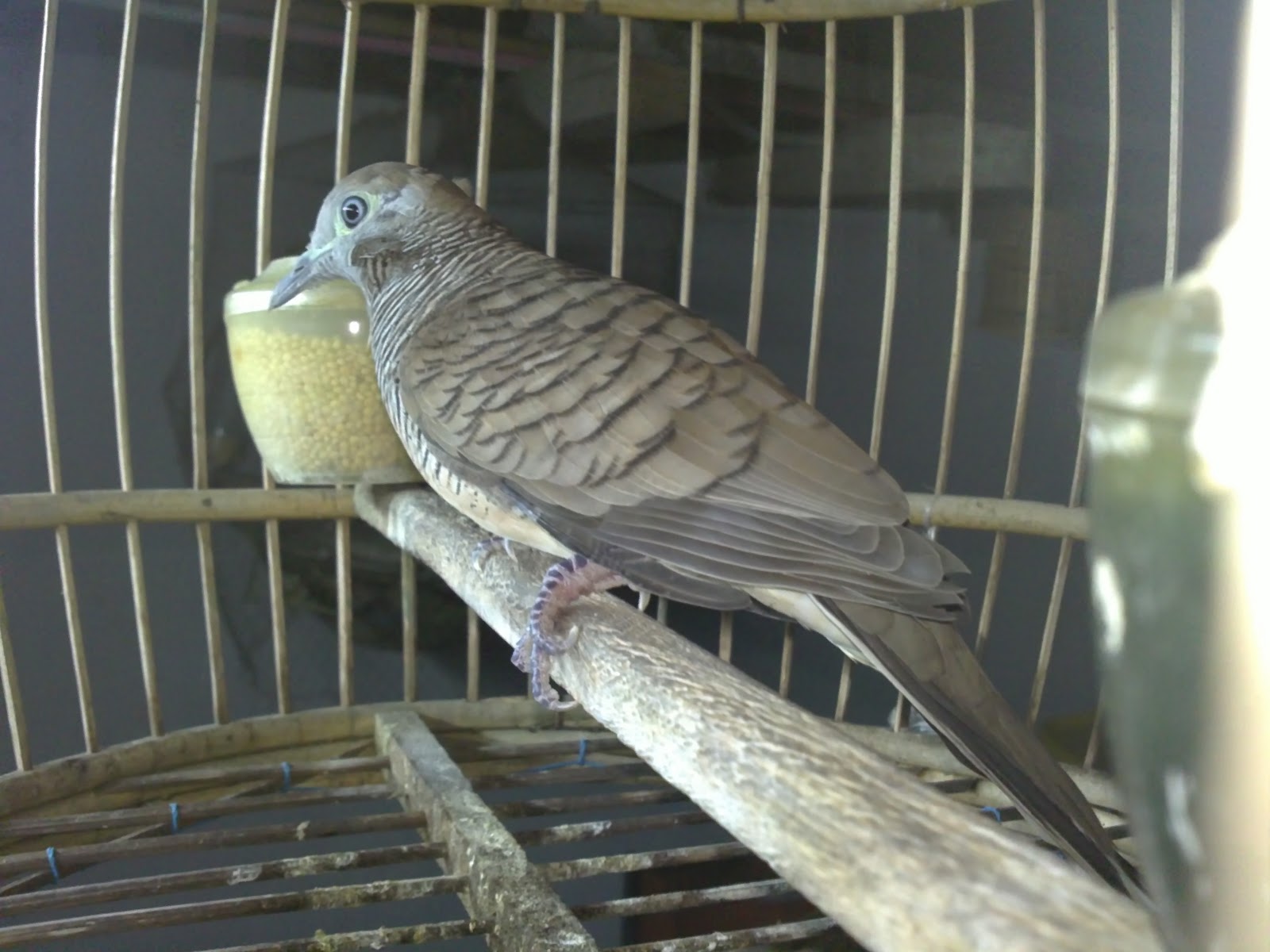 lIFE xpeRience AKu: BURUNG TEKUKUR & merbok untuk dijual