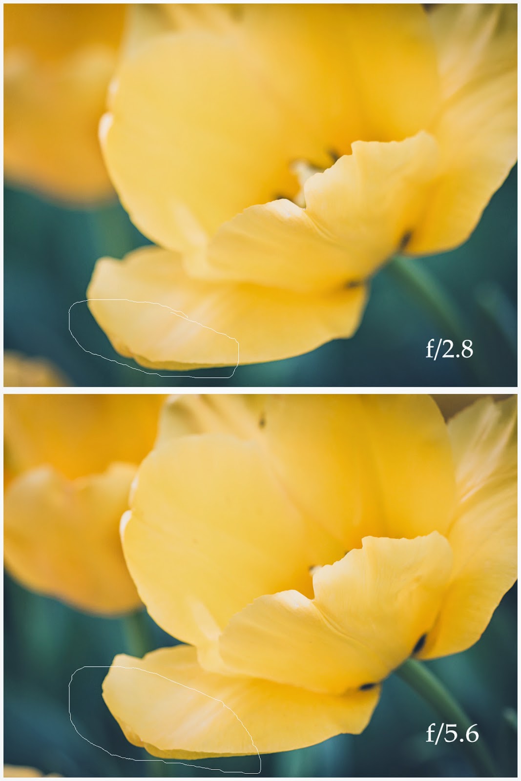 FocusingOnLife: Depth of Field in the Garden