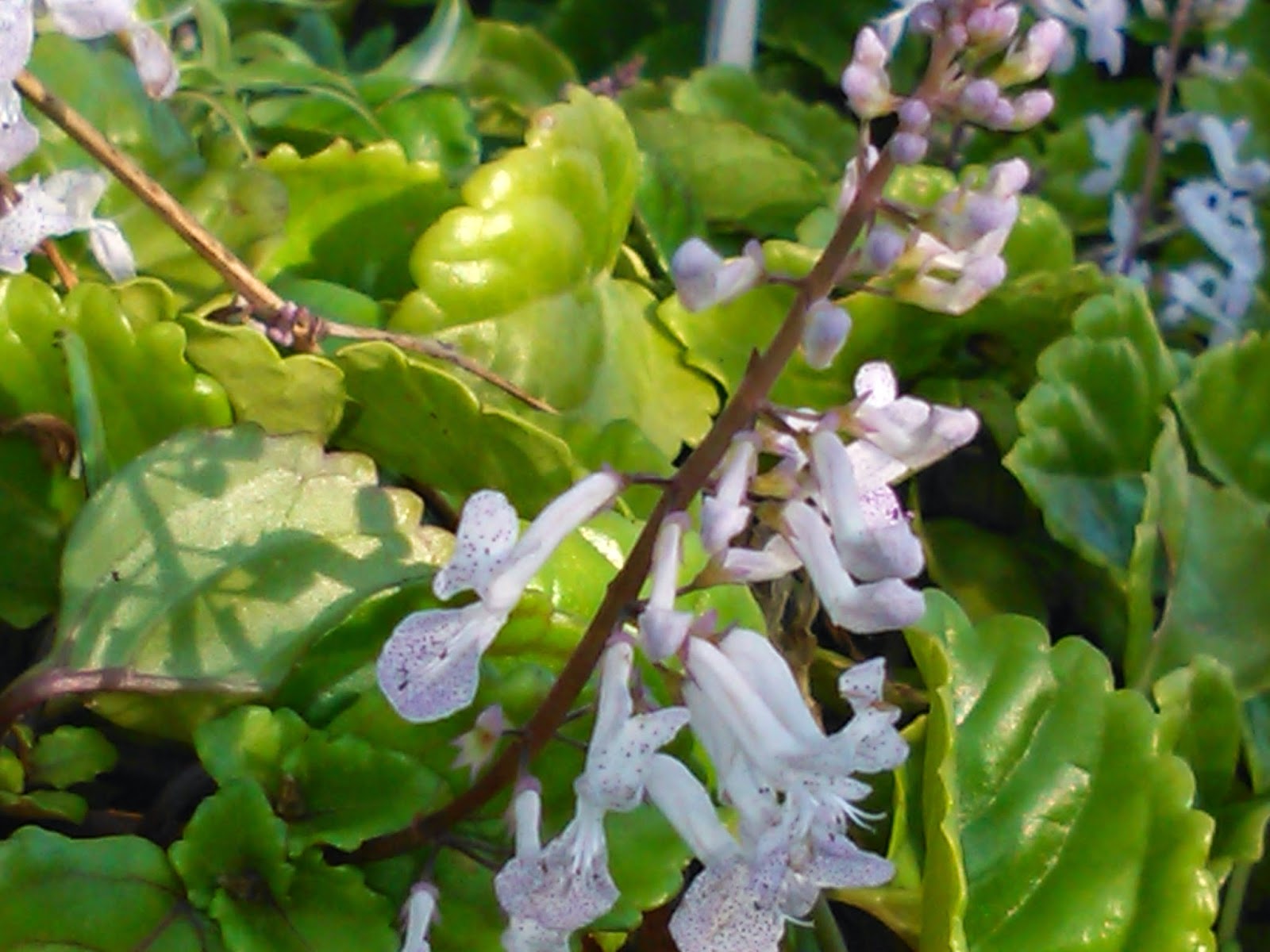 majaillaflor: la flor planta de dinero