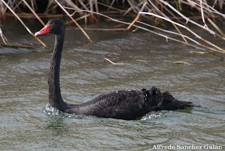 Aves de Aragón : 2013