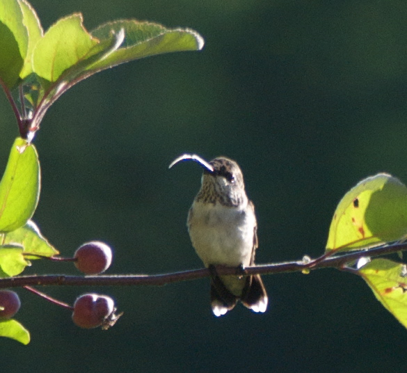 Flower Hill Farm: Birds in Review Part XXXII 'A Bird Parade' Humming Jewels