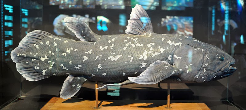 El blog de las especies singulares: El descubrimiento del celacanto