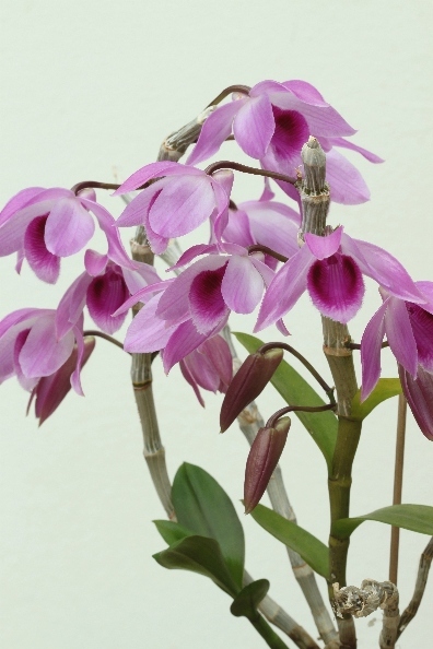 Lan trầm tím: kinh nghiệm và kỹ thuật trong cách trồng. - Cách Trồng Lan