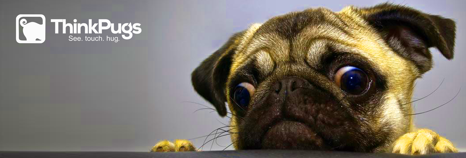 THINK PUGS: 10 of pug owners should be know