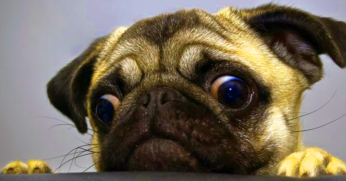 THINK PUGS: 10 of pug owners should be know