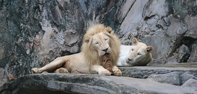 Sunway Lagoon Celebrates World Animal Day with a Pledge Towards ...