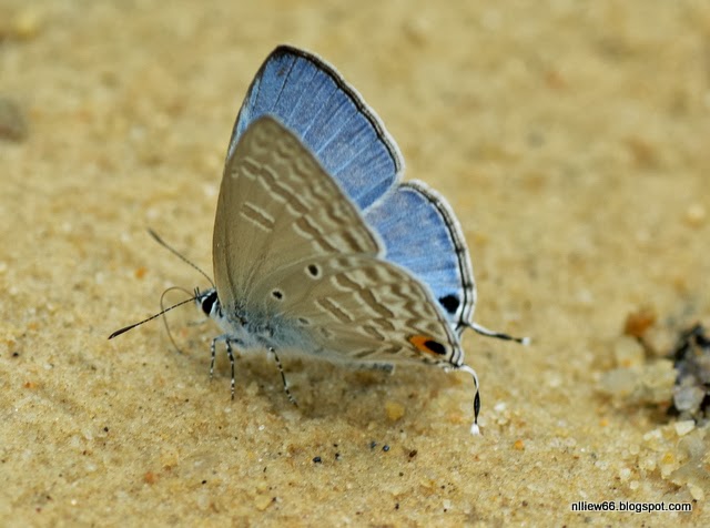 The Forested Path (and Beyond): BUTTERFLIES of RAUB: The Silver Forget ...