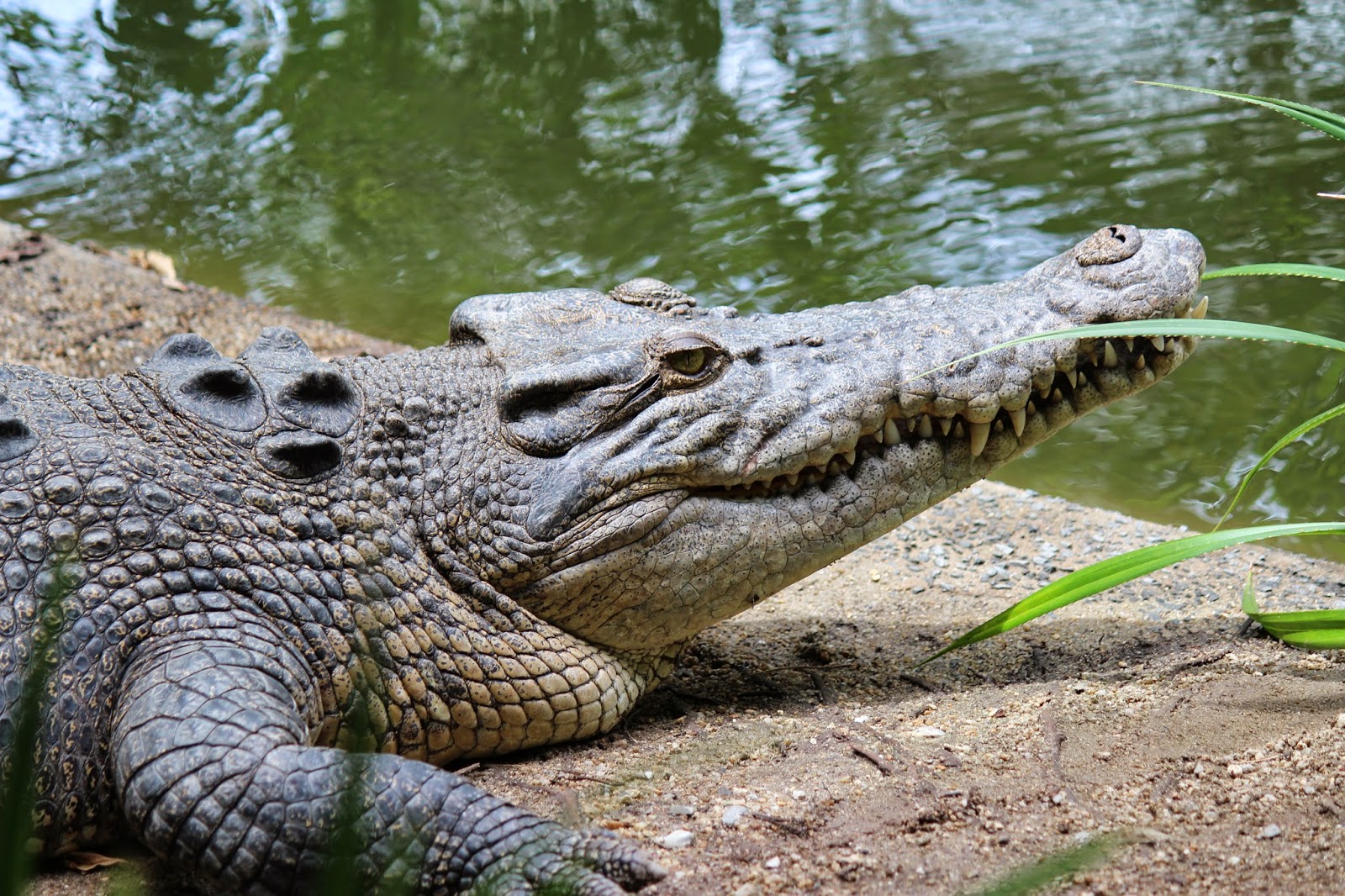 Where in the world is GHV?: A Visit to a Crocodile Farm
