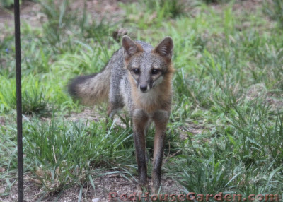 Red House Garden: Fox, Gray Fox