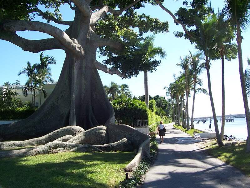 VIVERO HABITAT NATIVO: ARBOL CEIBA BONGA