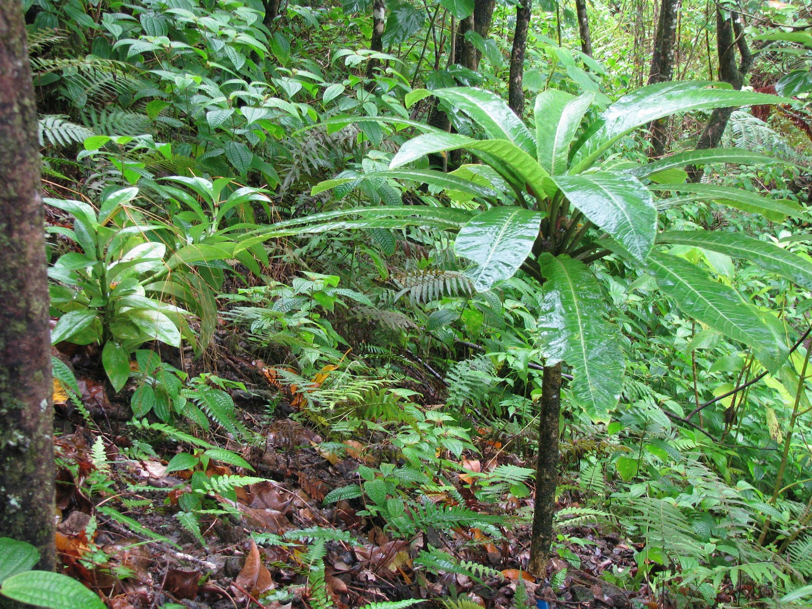 Laberinto en extinción: Cyanea punaluu (Cyanea truncata)