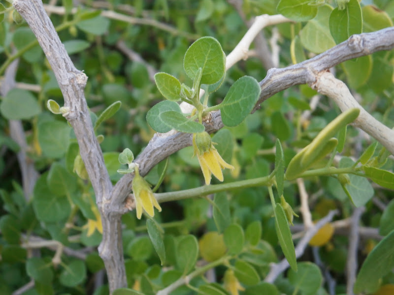 HERBARIO VIRTUAL DE BANYERES DE MARIOLA Y ALICANTE: Withania frutescens ...