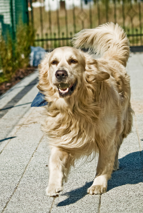 The most charming dogs in the world!: January 2013