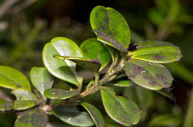 Flora de Puerto Rico Ilustrada Papo Vives: AQUIFOLIACEAE ILEX OBCORDATA