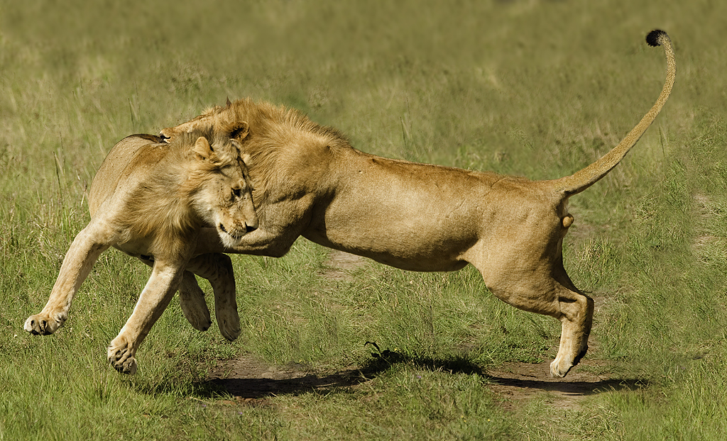 Top Flight Nature Photography: Photographing African wildlife with ...