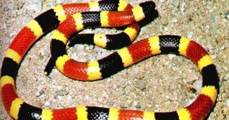Discover Brazil: The Coral Snake: aka "the 20 minute snake"