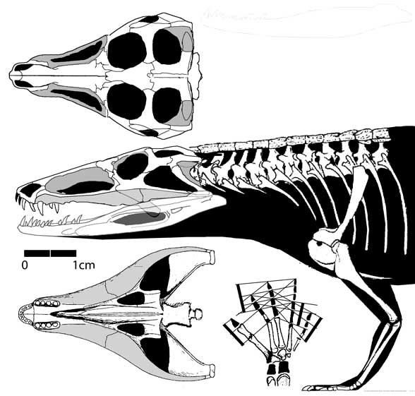 Escenarios prehistóricos: Erpetosuchus