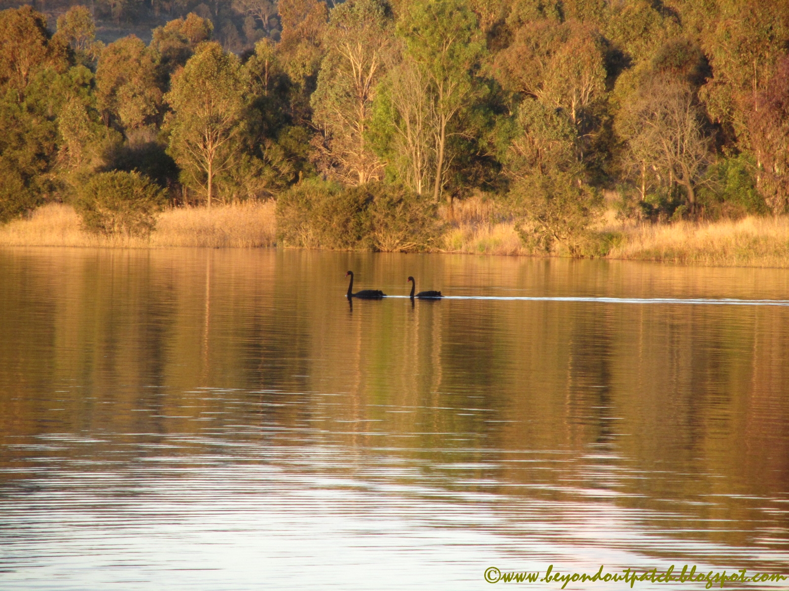 Black Swan's at Loveday Cove, Cooby Dam 26/06/11