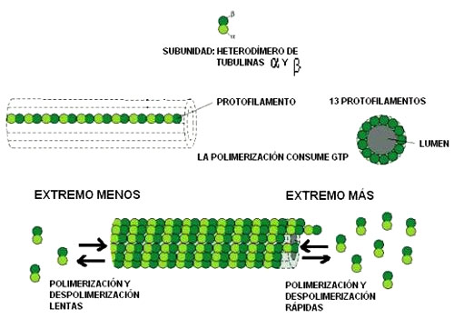 BIOLOGÍA CELULAR: CITOESQUELETO