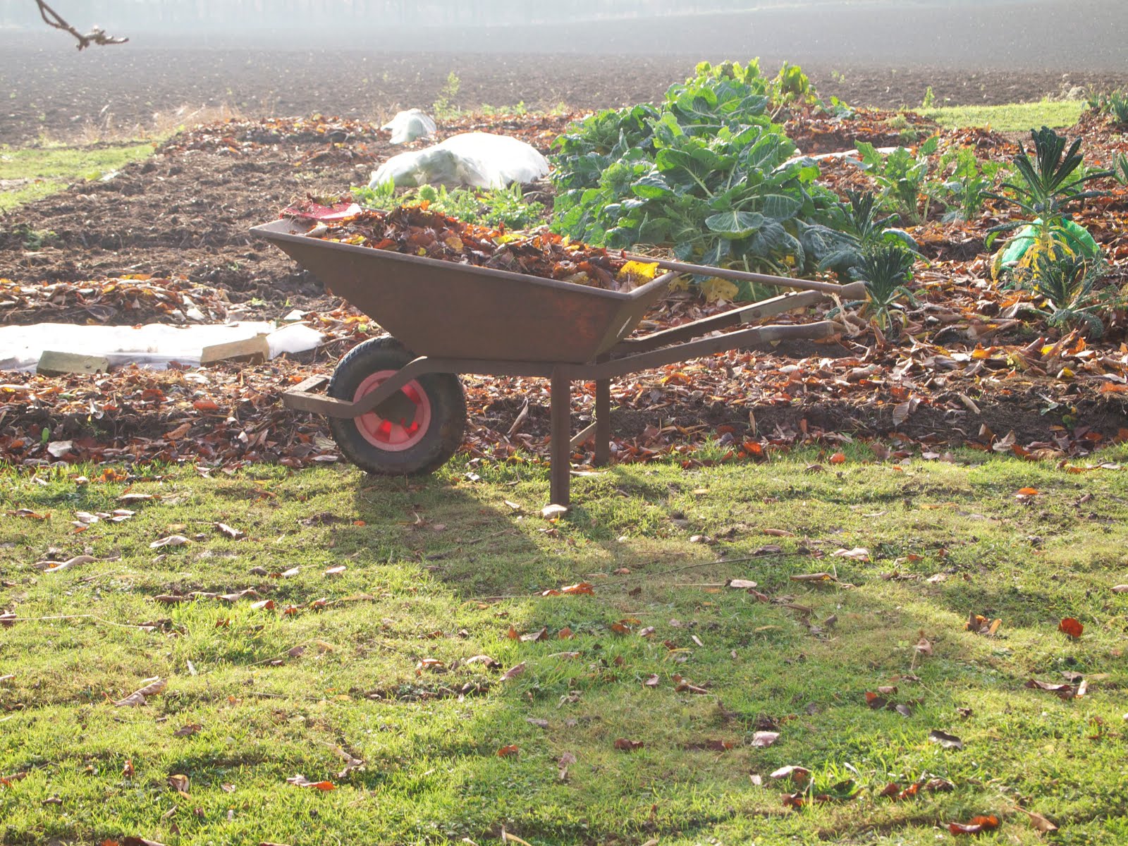 Vild med Køkkenhave: Visne blade