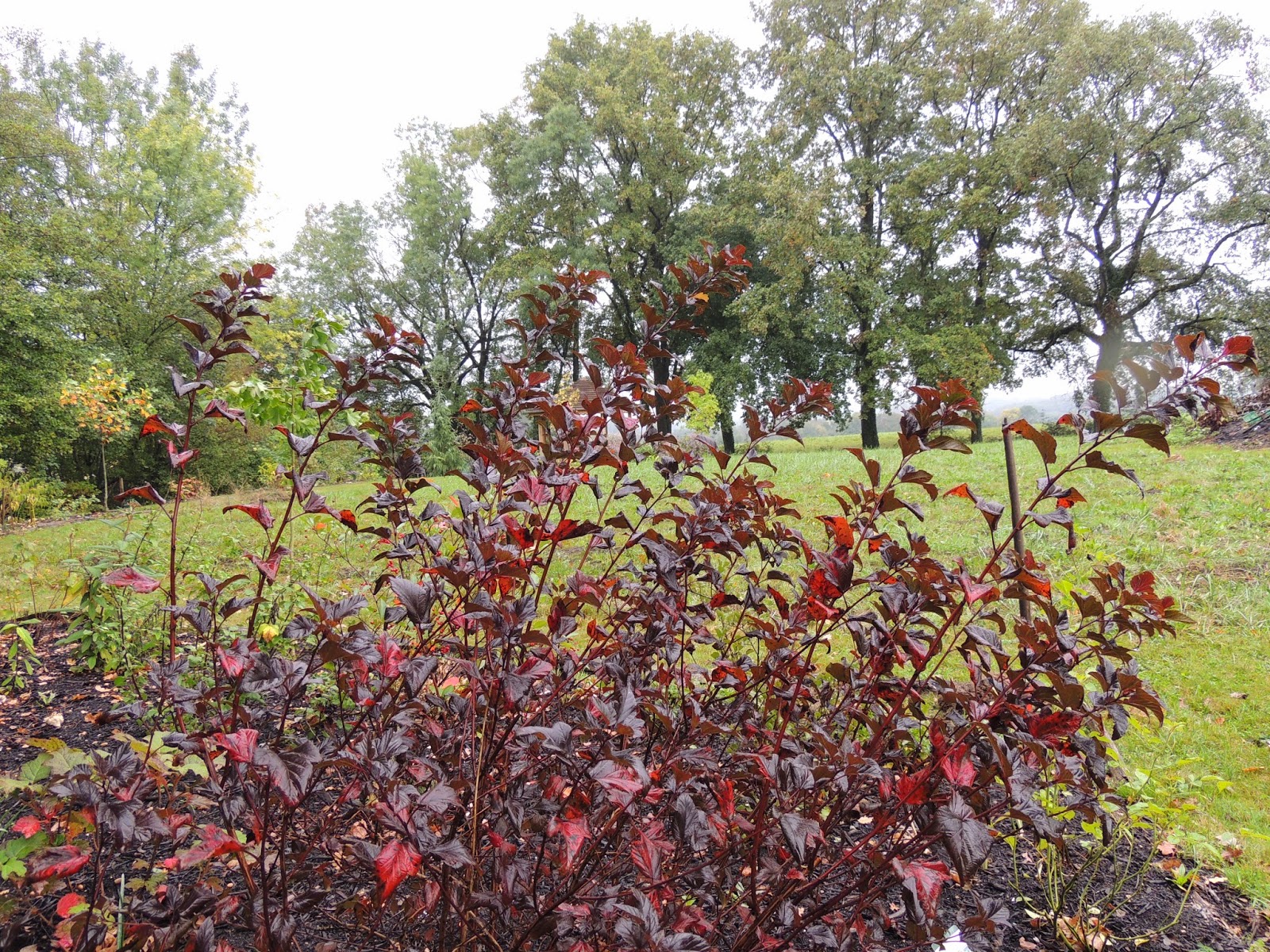 IL ETAIT UN PETIT JARD'AIN ...: FIL ROUGE